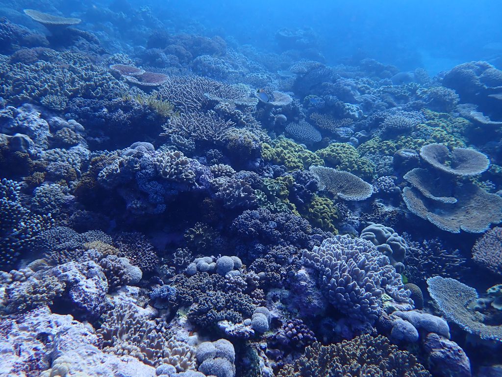 Reef Monitoring
