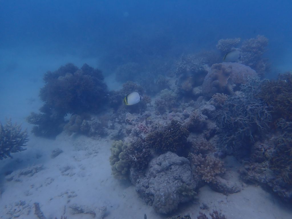 Reef Monitoring