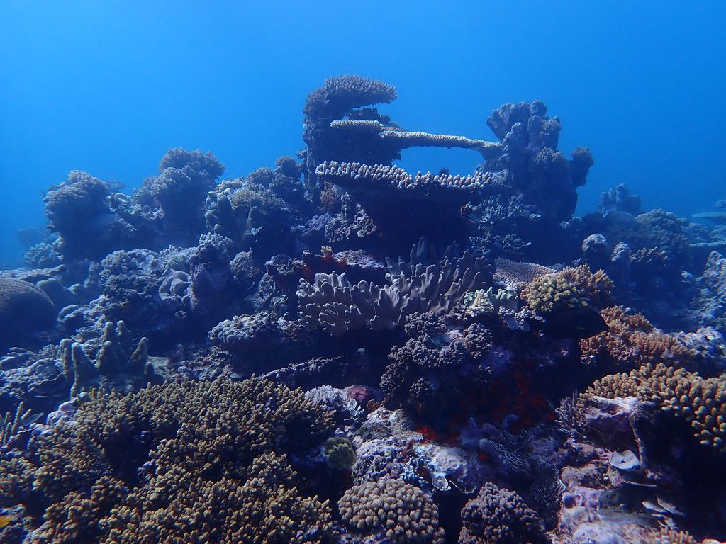 Reef Monitoring