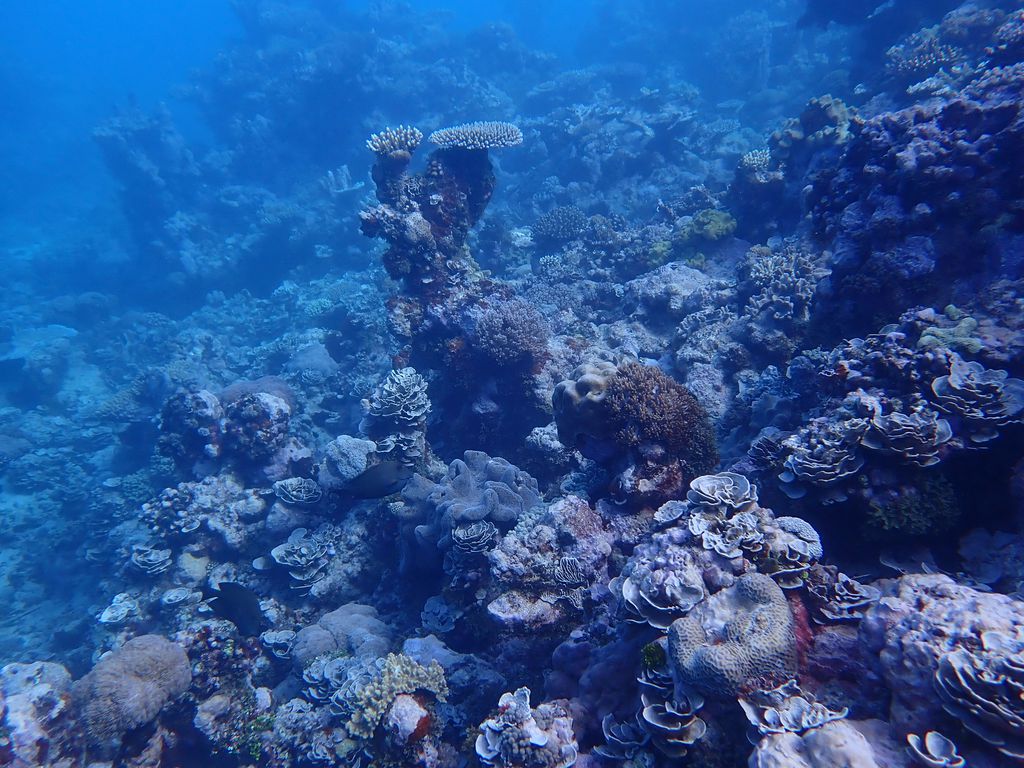 Reef Monitoring