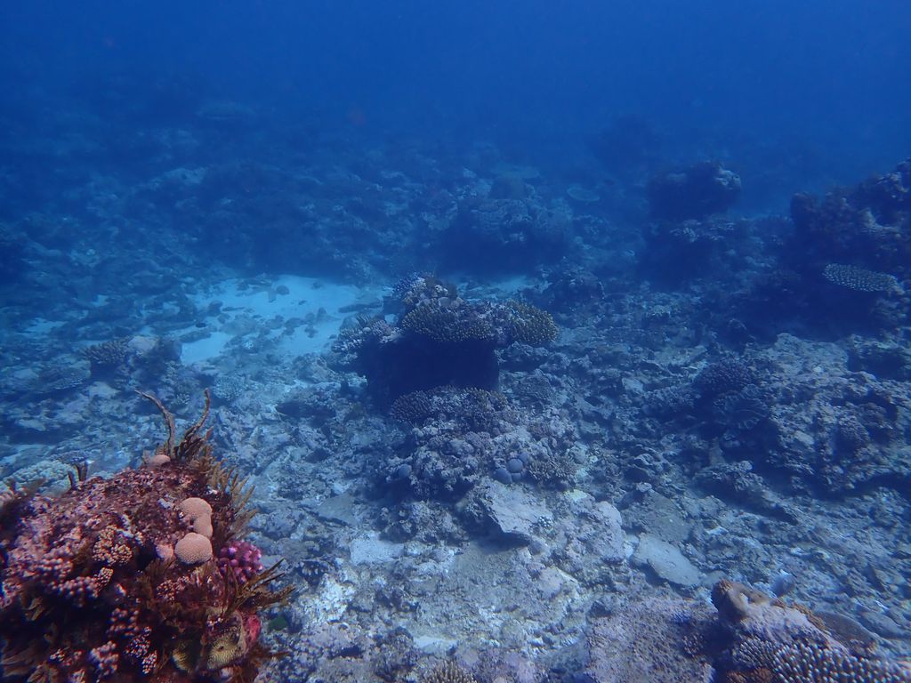 Reef Monitoring
