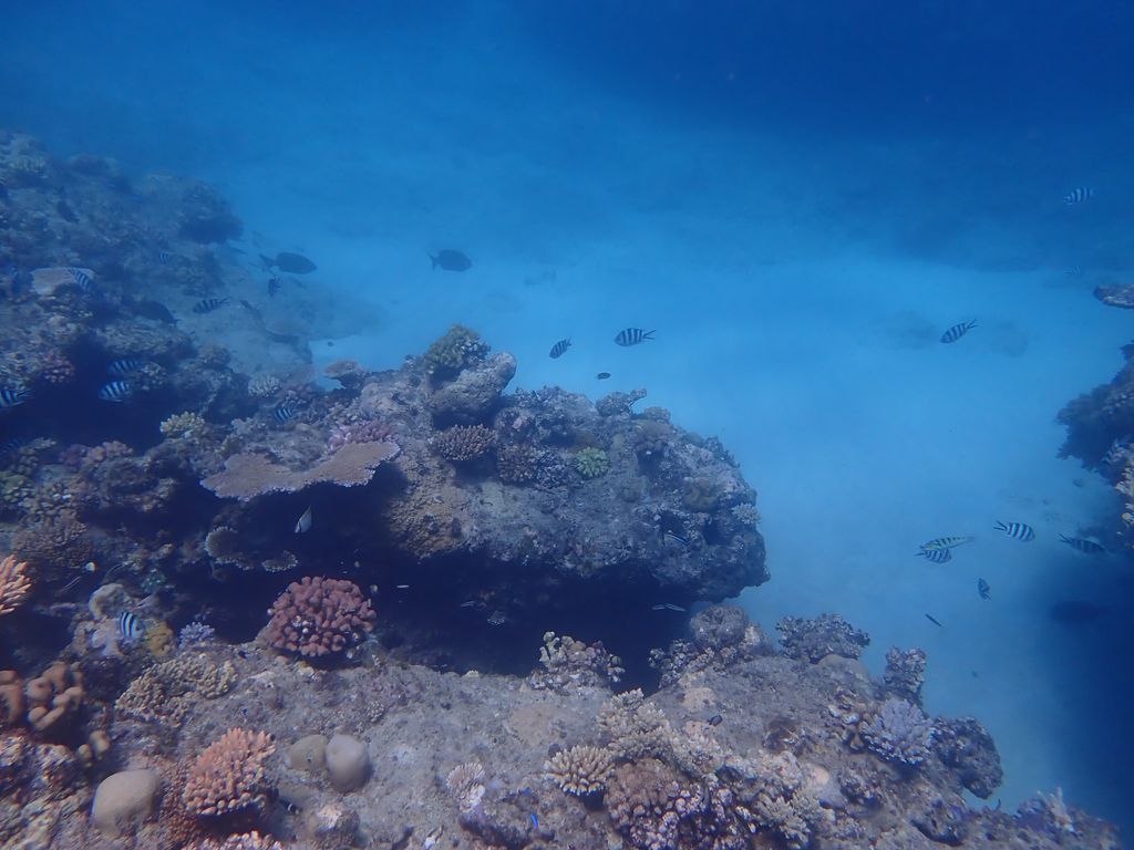 Reef Monitoring