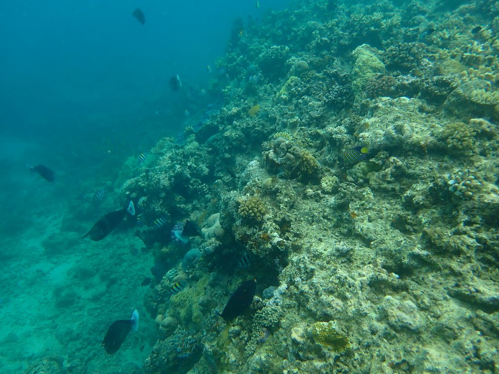 Reef Monitoring