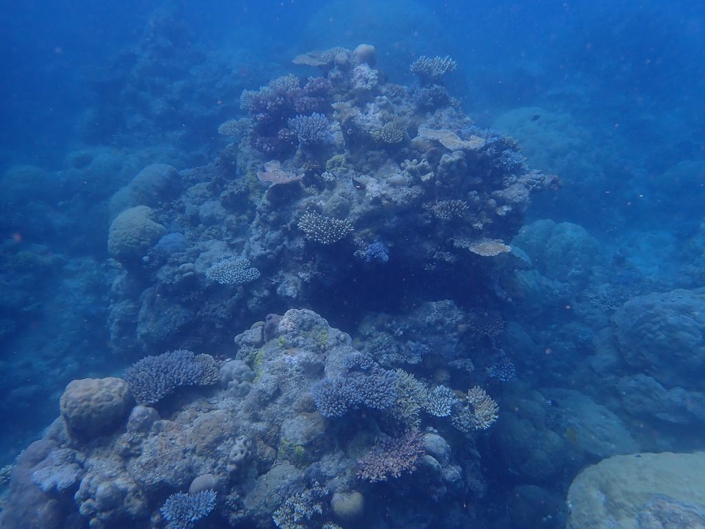 Reef Monitoring
