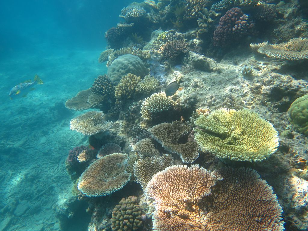 Reef Monitoring