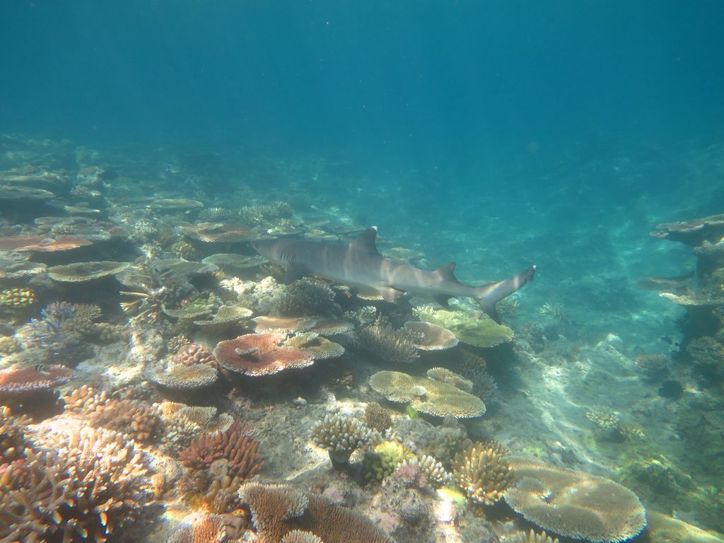 Reef Monitoring