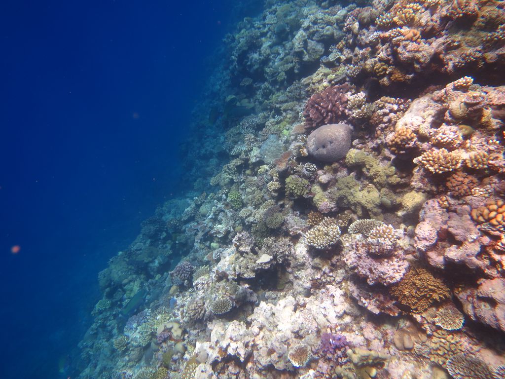 Reef Monitoring