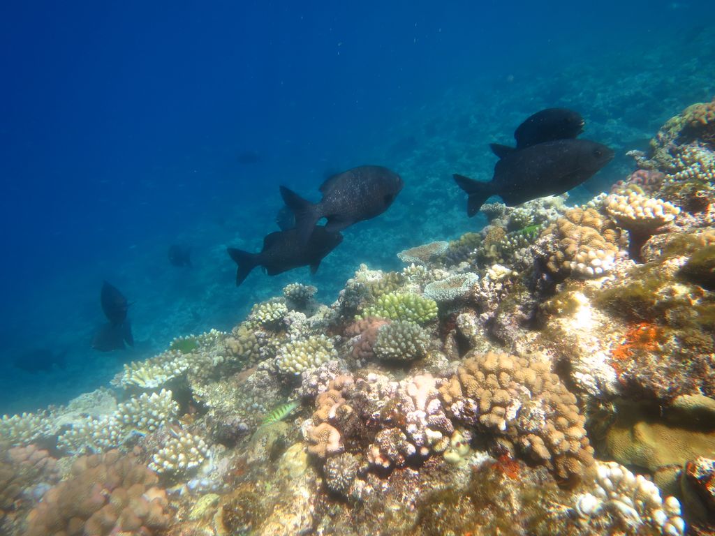 Reef Monitoring