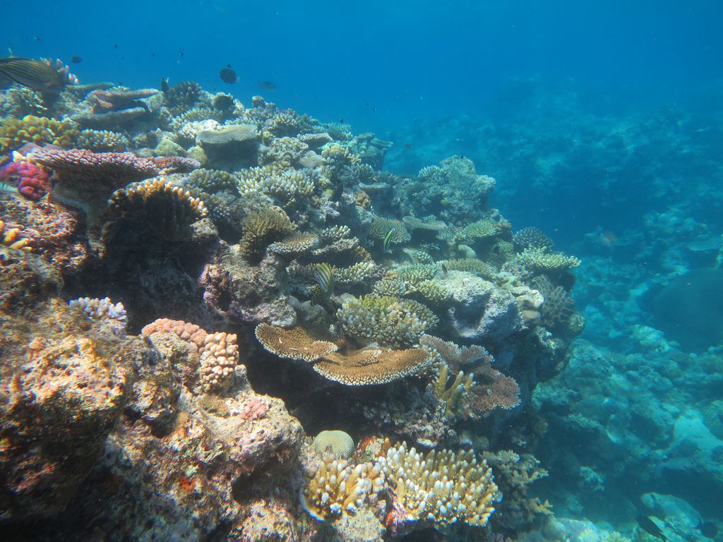 Reef Monitoring