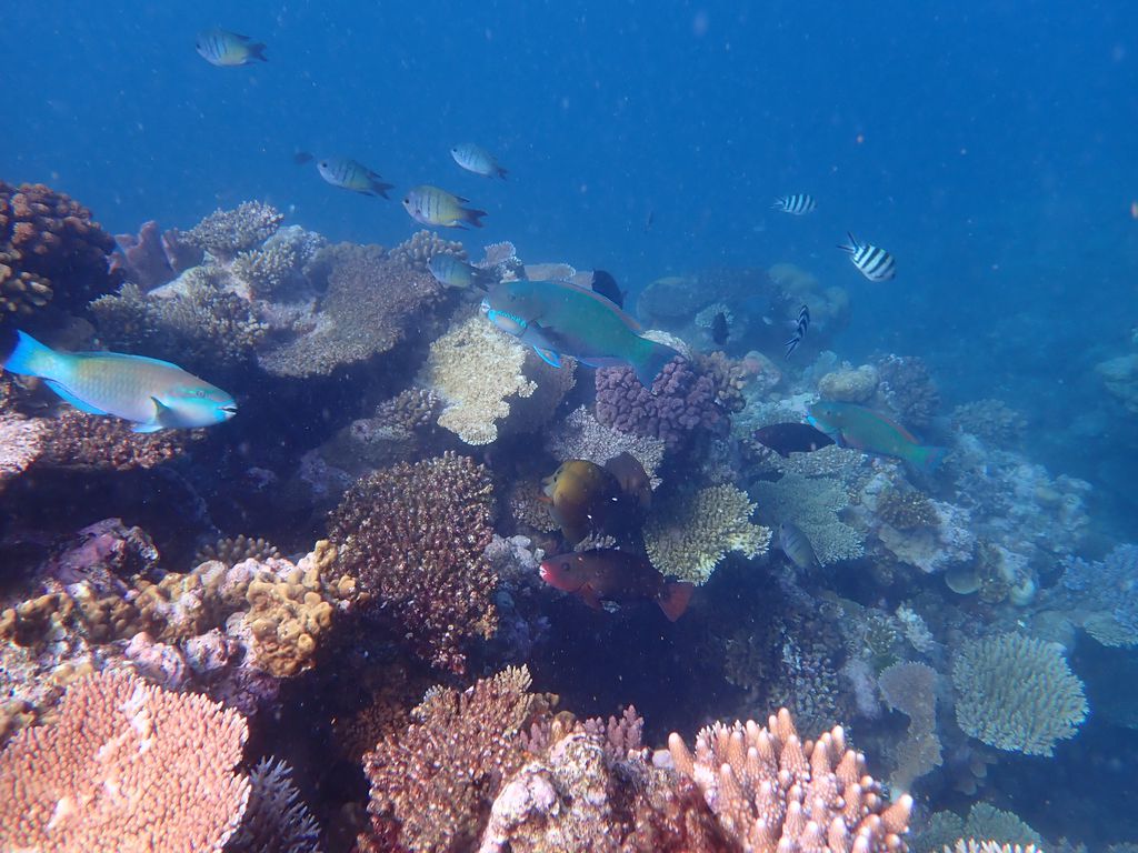 Reef Monitoring