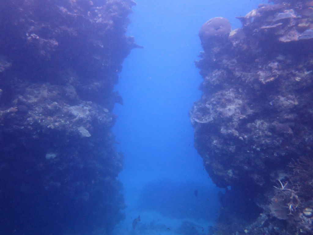 Reef Monitoring