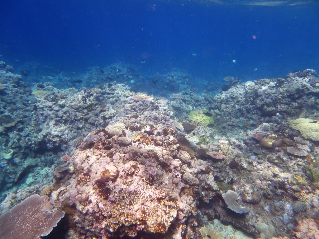 Reef Monitoring