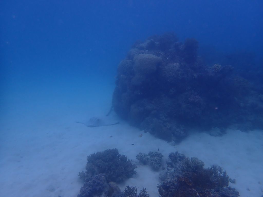 Reef Monitoring