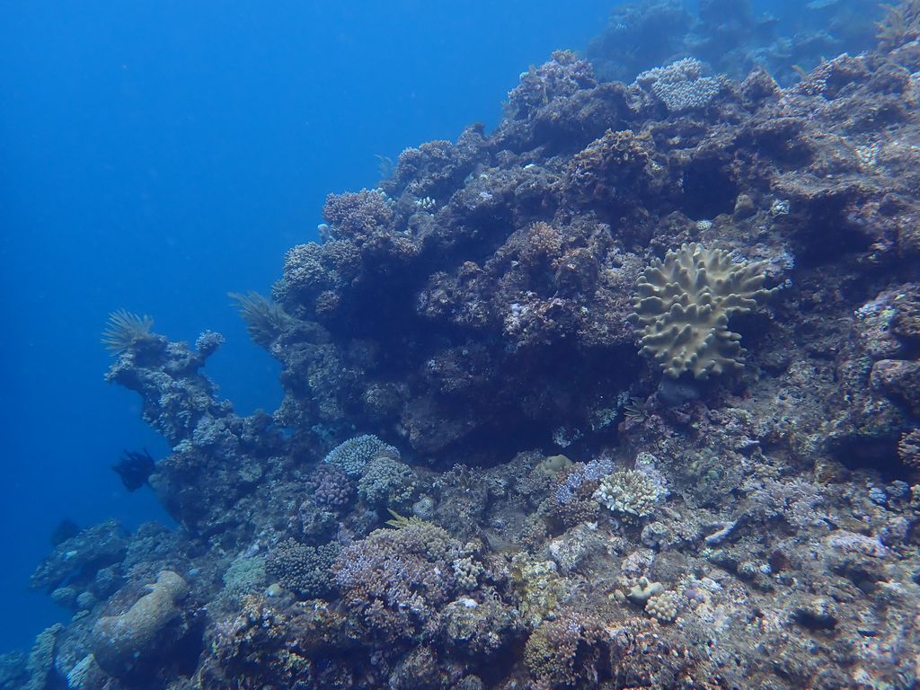 Reef Monitoring