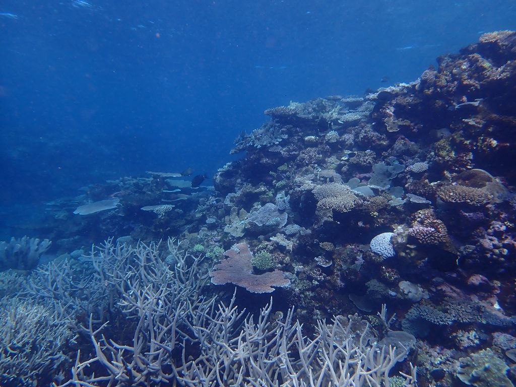 Reef Monitoring