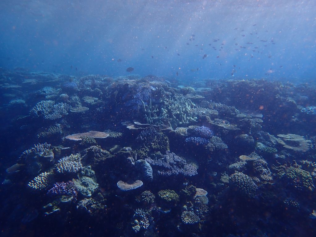 Reef Monitoring