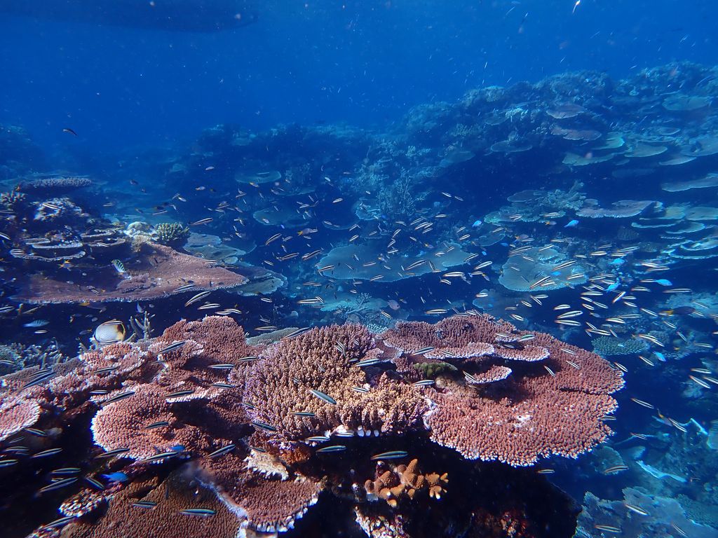 Reef Monitoring