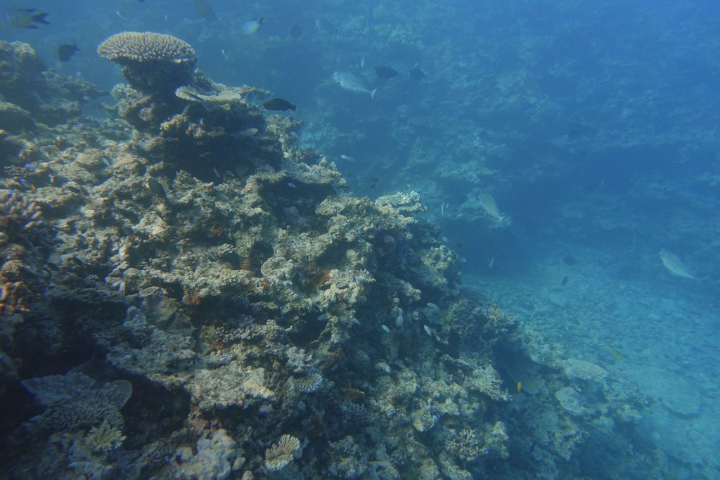Reef Monitoring