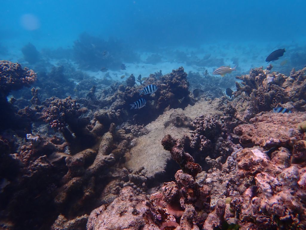 Reef Monitoring