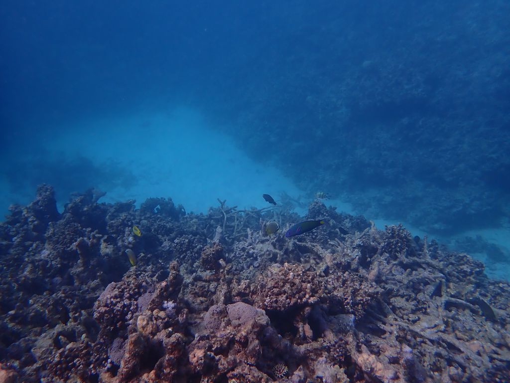Reef Monitoring