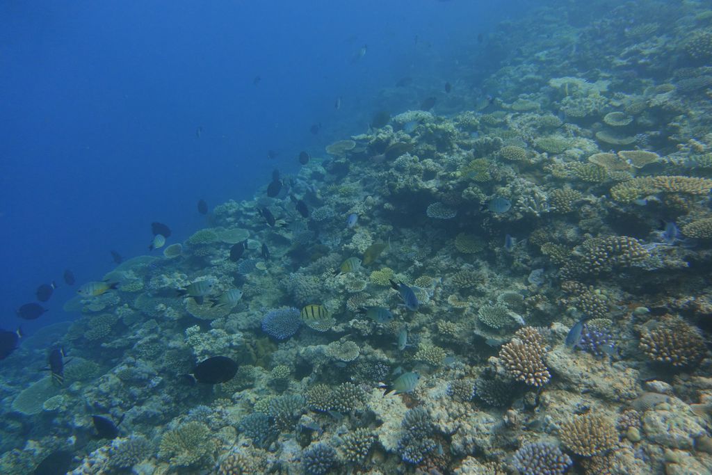 Reef Monitoring