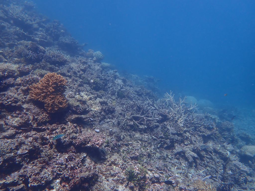 Reef Monitoring