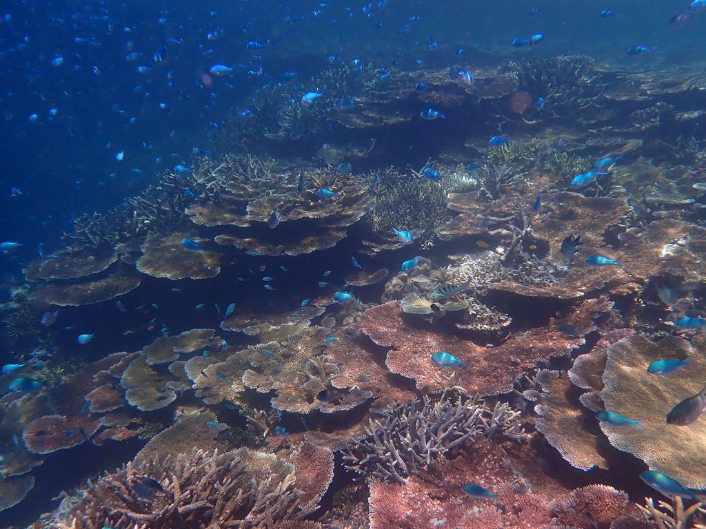 Reef Monitoring