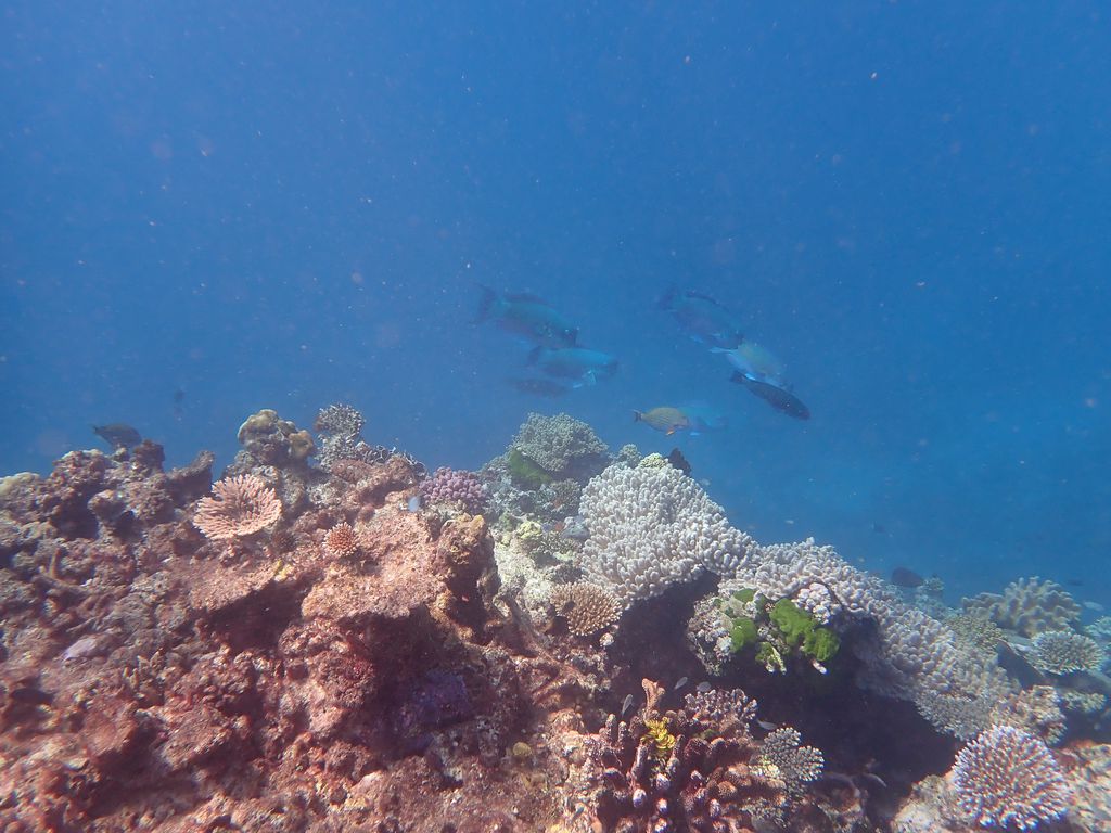 Reef Monitoring