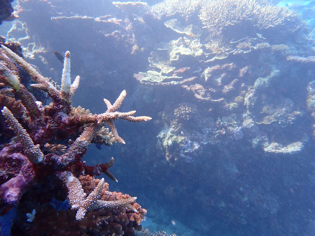 Reef Monitoring