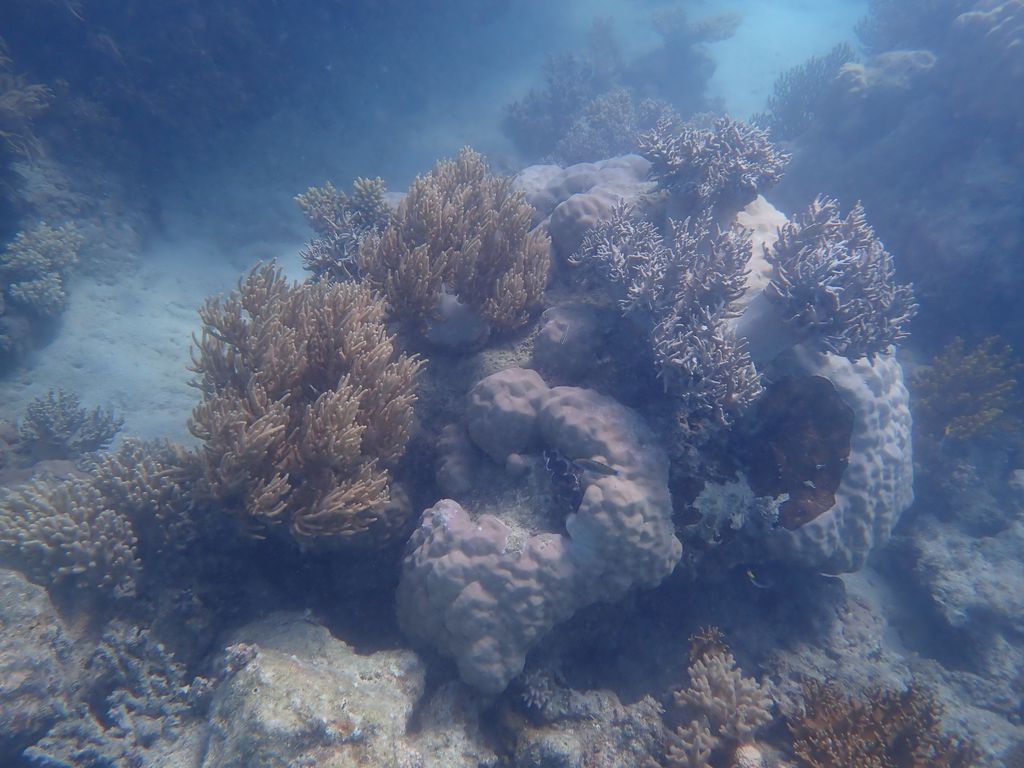Reef Monitoring