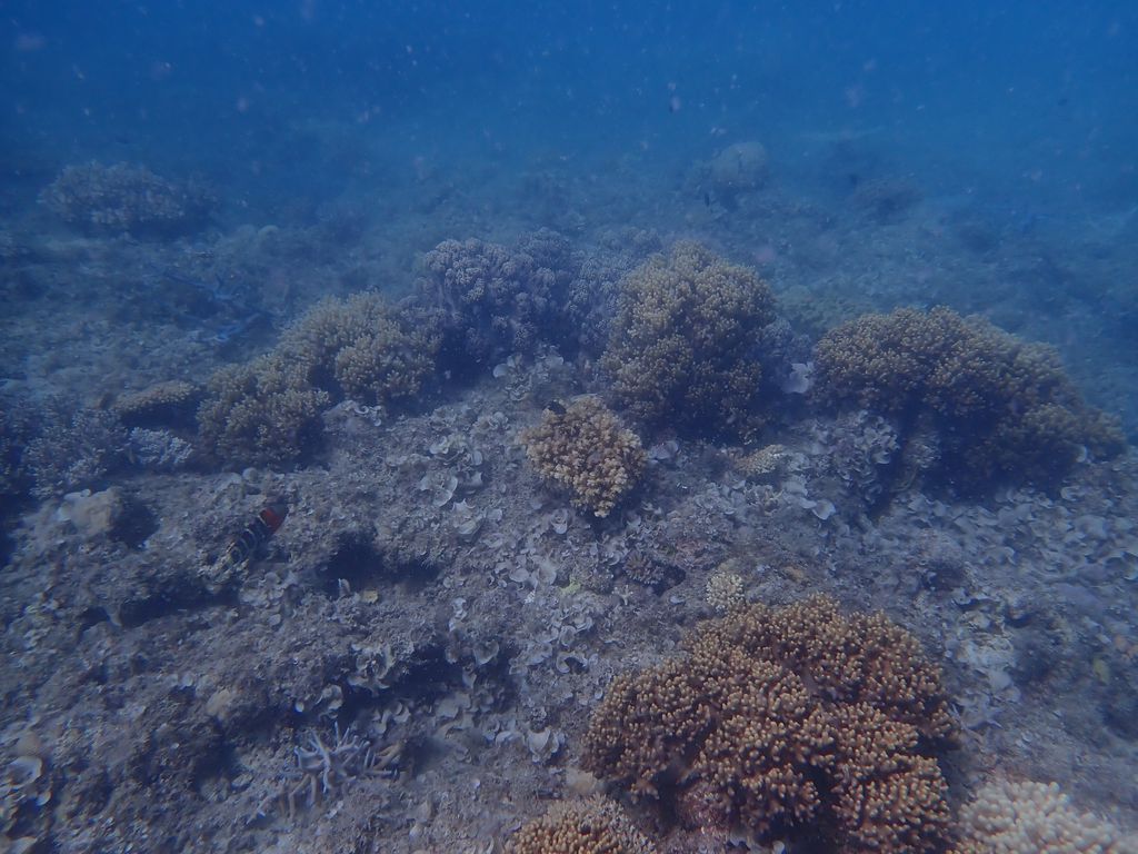 Reef Monitoring