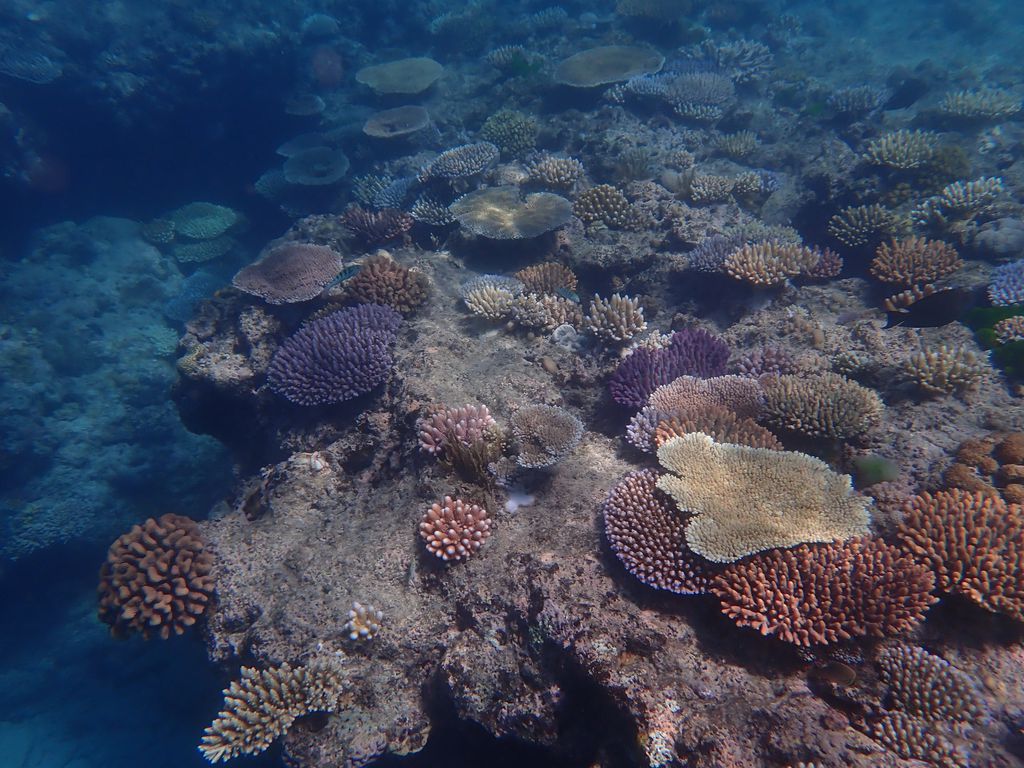 Reef Monitoring