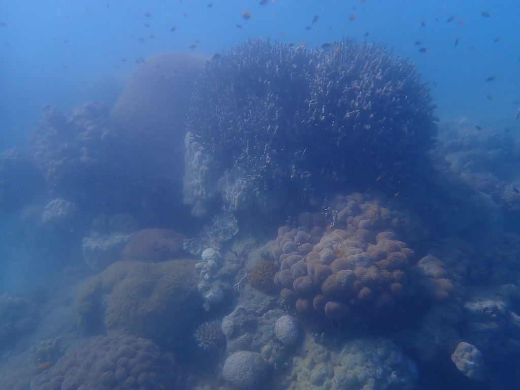 Reef Monitoring