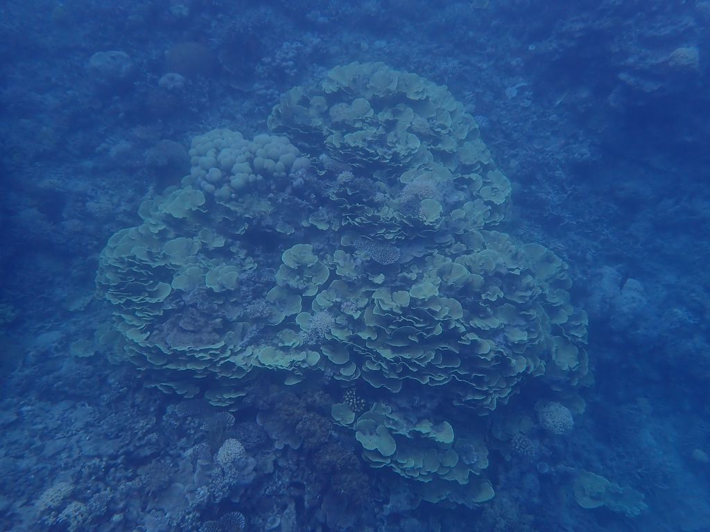 Reef Monitoring