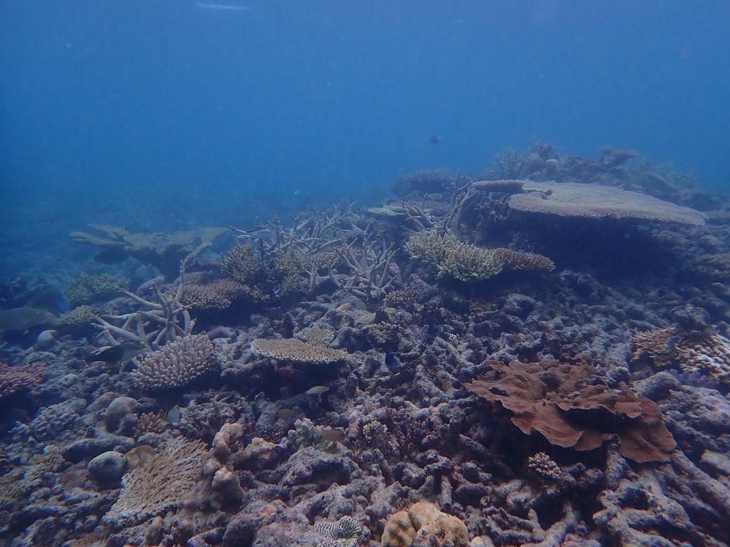Reef Monitoring