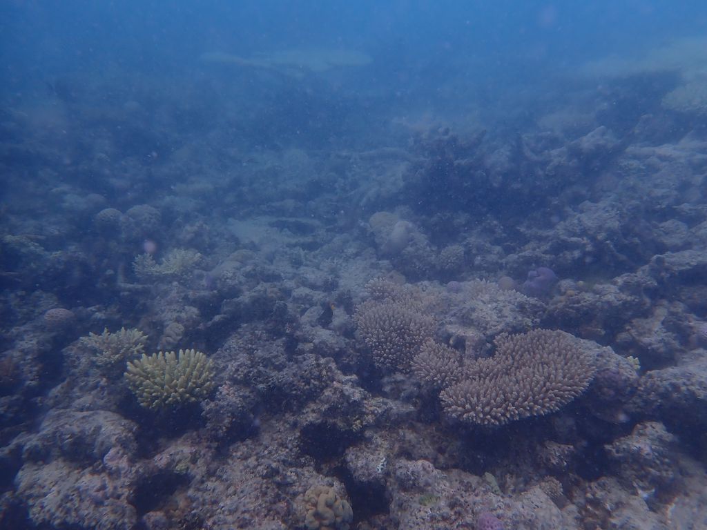 Reef Monitoring