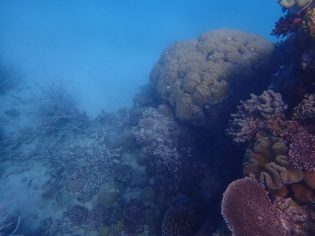 Reef Monitoring