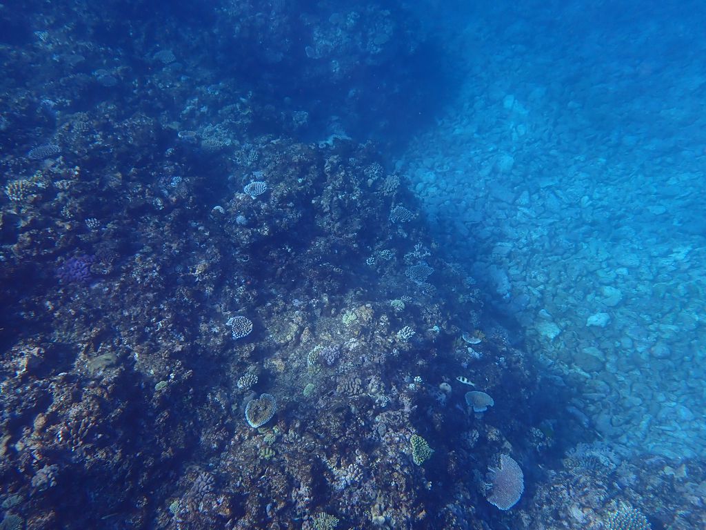 Reef Monitoring