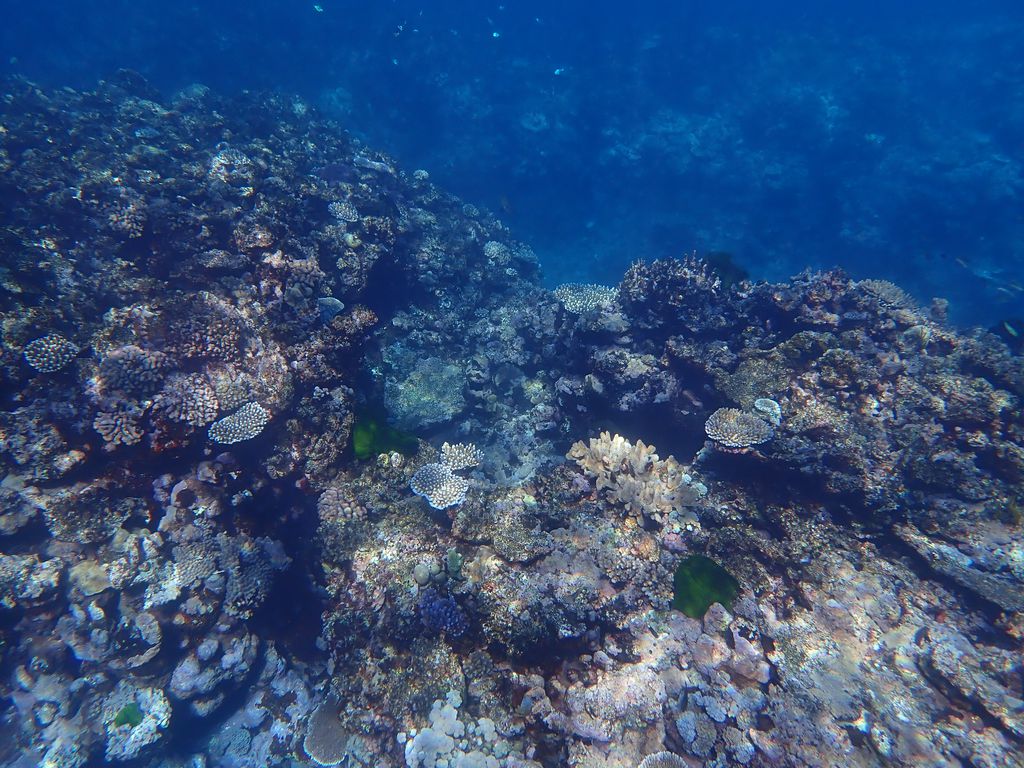 Reef Monitoring