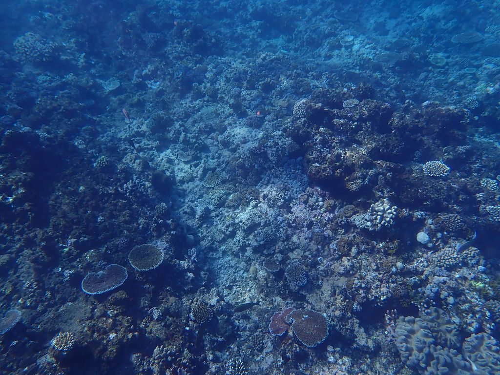 Reef Monitoring