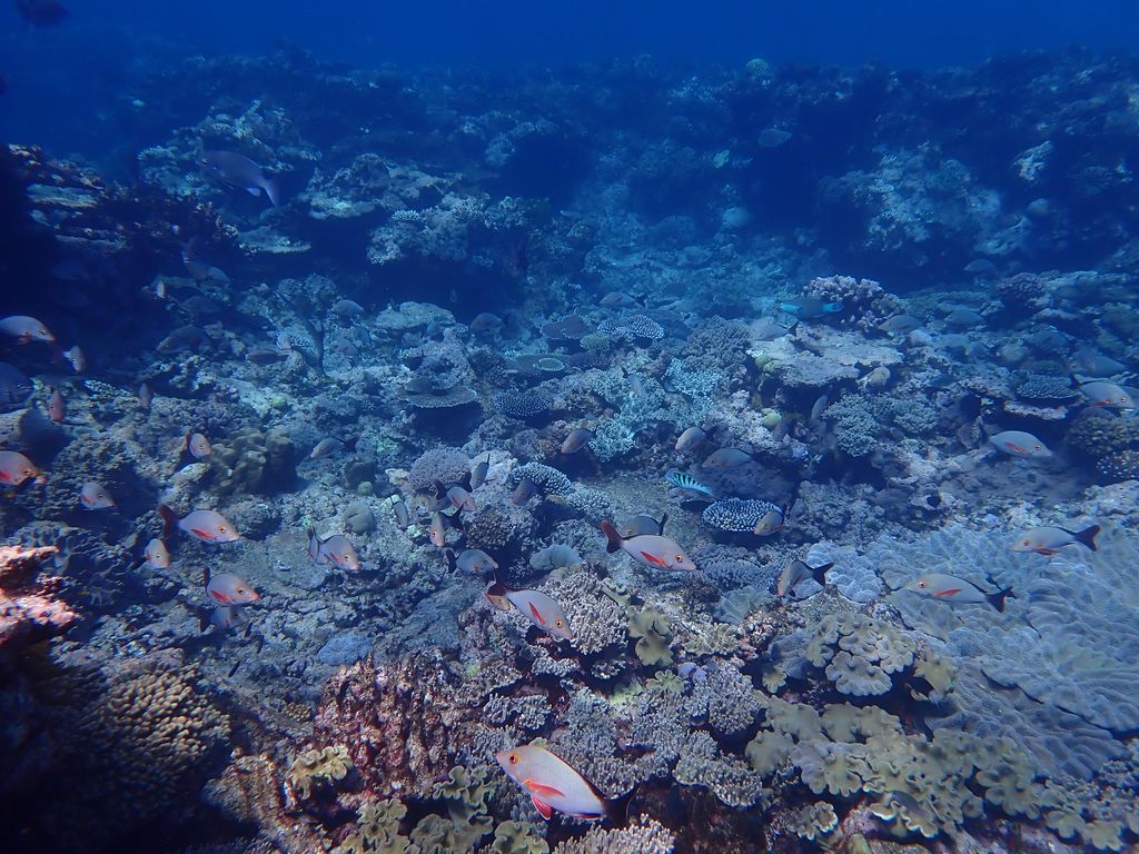 Reef Monitoring