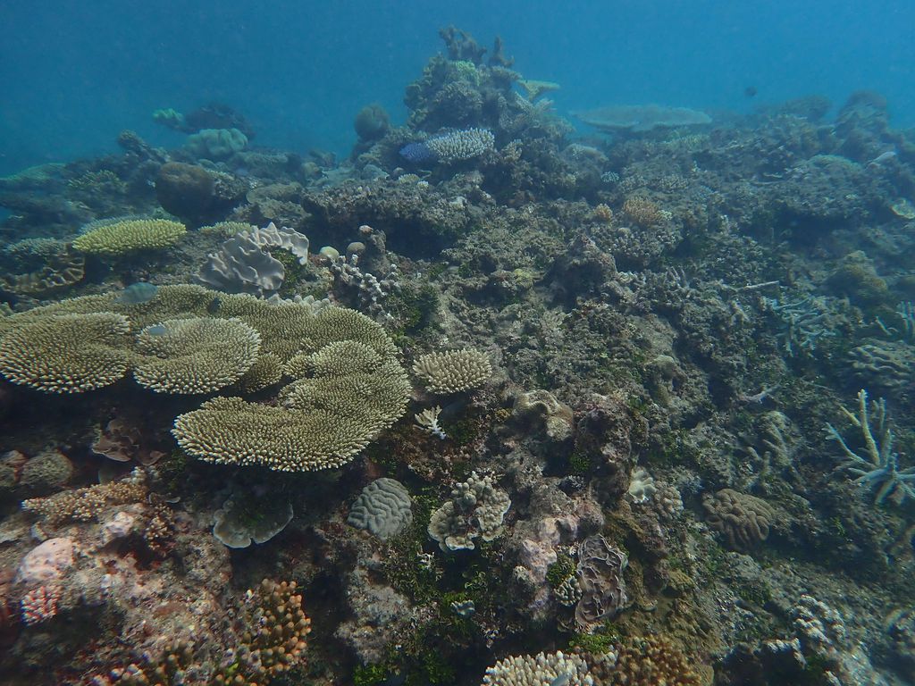 Reef Monitoring