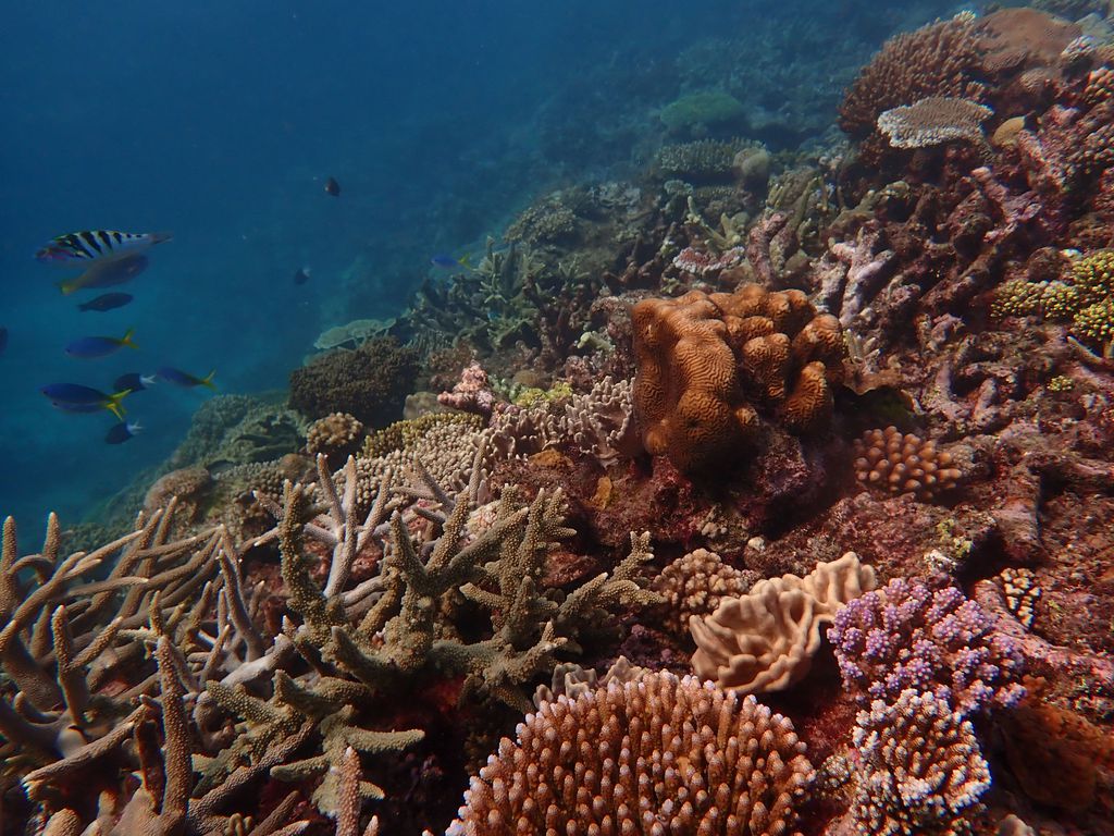 Reef Monitoring