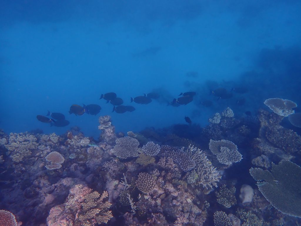 Reef Monitoring