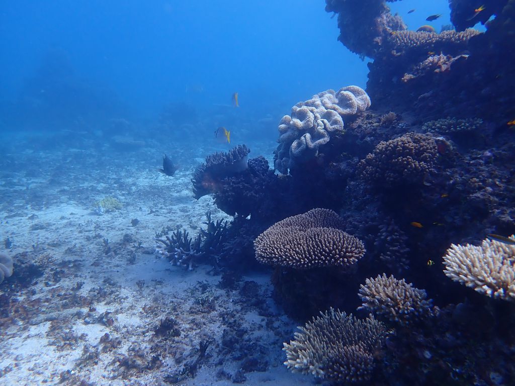 Reef Monitoring