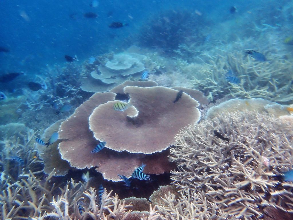 Reef Monitoring