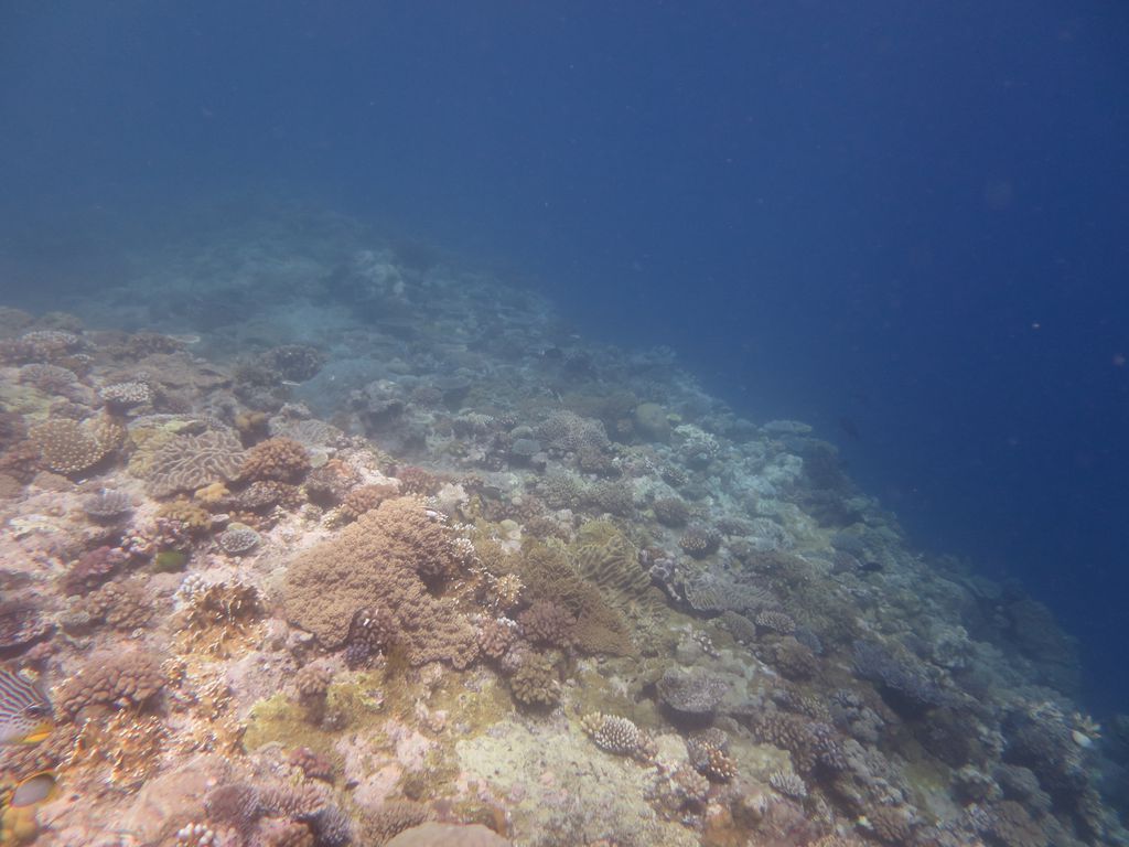 Reef Monitoring